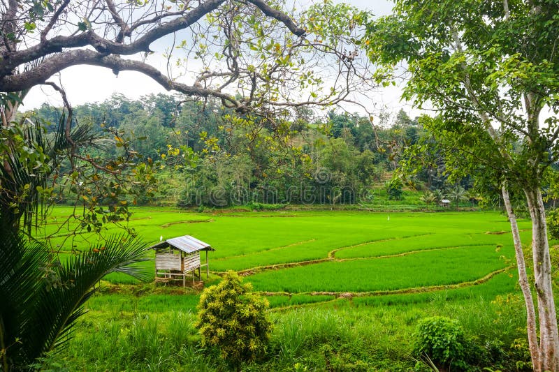 Panorama of Rice Fields, Trees and a Rice Field House in the Middle of ...