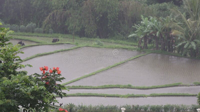 Panorama of Rice Fields during Tropical Rain Stock Footage - Video of ...
