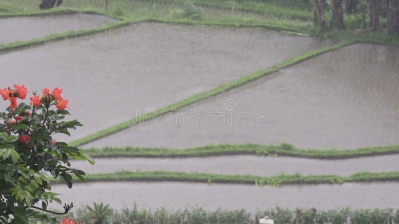 Panorama of Rice Fields during Tropical Rain Stock Video - Video of ...