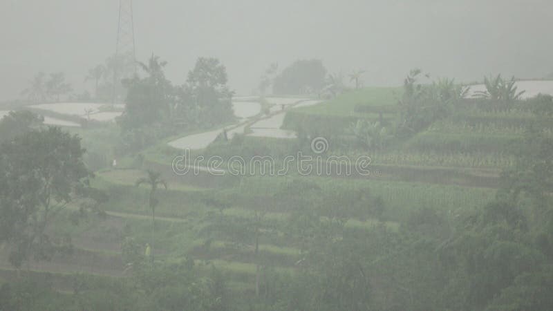 Panorama of Rice Fields during Tropical Rain Stock Video - Video of ...