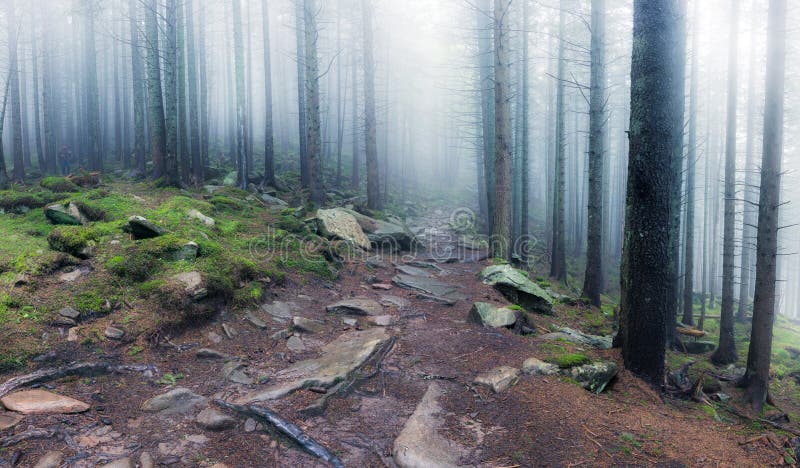 Panorama of Rocky Path through Old Foggy Forest Stock Photo - Image of ...