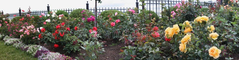 Panorama Rose Garden stock photo. Image of colored, multi - 83912252