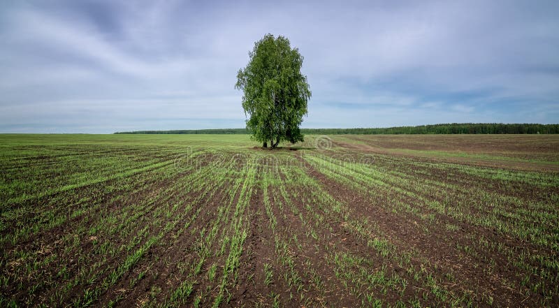 Panorama of a Rural Field with a Birch Tree, Russia, Ural Stock Image ...