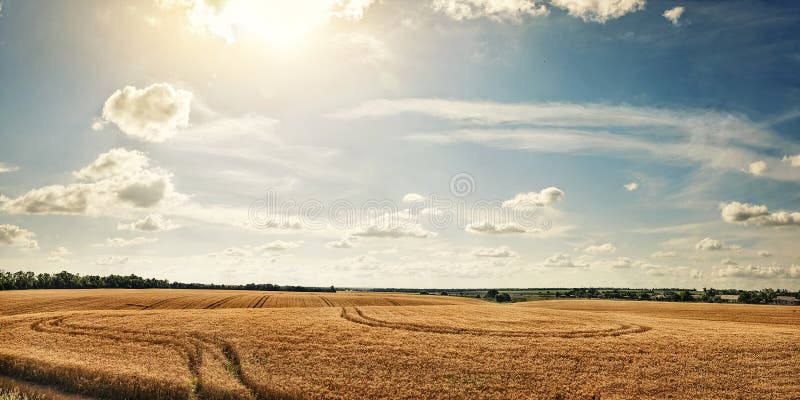Panorama Rural Field with Ripe Wheat Stock Photo - Image of natural ...