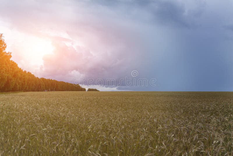 Panorama of Rye Field on the Background of the Forest and Blue Clouds ...