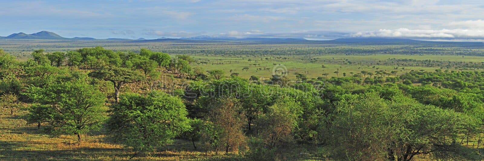 Bush in Tanzania, Africa Landscape Stock Image - Image of safari ...