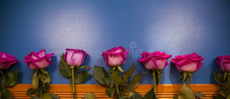 Panorama, Scarlet Roses on a Wooden Blue Background Stock Image - Image ...