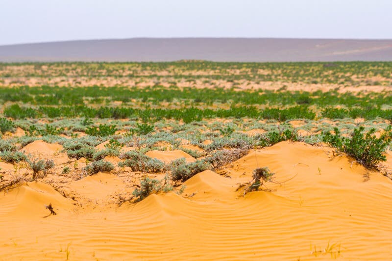 Bush in semi-desert stock image. Image of plant, semi - 18256669