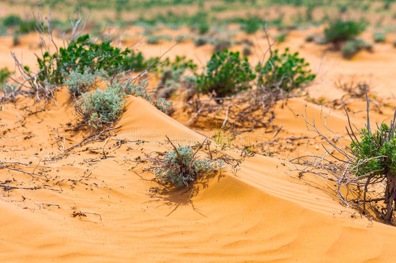 Panorama of the Semi-desert with Withered Grass Stock Image - Image of ...