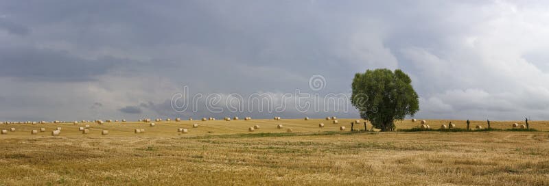 Panorama Shot of a Field with a Tree Stock Photo - Image of meadow ...
