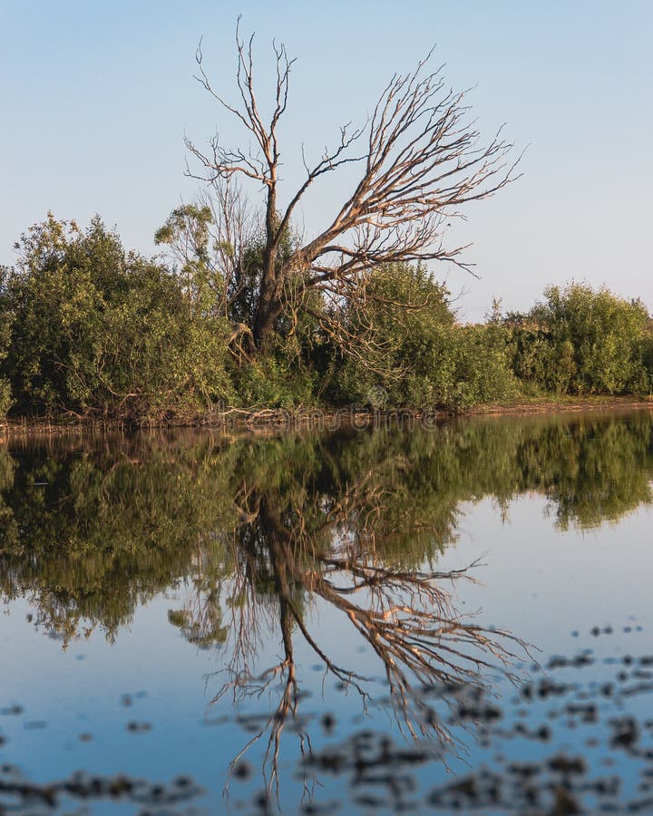 Panorama Silhouette Tree. Tree Silhouetted Against Reflection on Water ...
