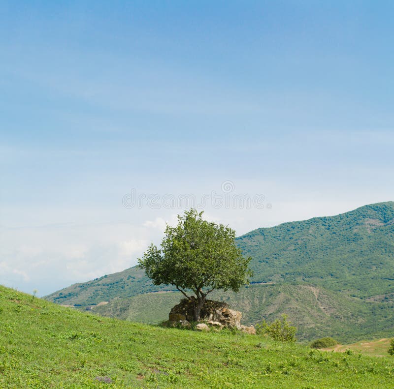 Panorama of Single Tree and Mountains in Georgia Stock Image - Image of ...