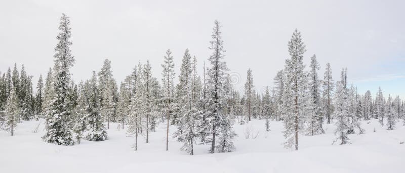 Panorama with a Snow Covered Arctic Fir Trees. Stock Photo - Image of ...