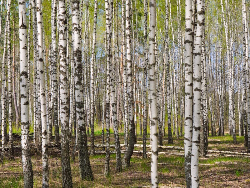 Panorama Spring in a Birch Grove Young Greenery Stock Image - Image of ...