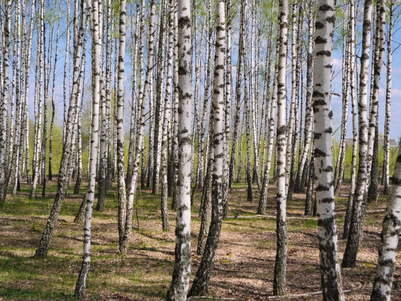 Panorama Spring in a Birch Grove Young Greenery Stock Image - Image of ...