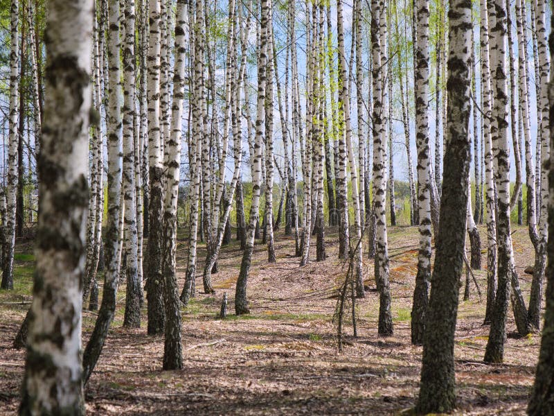 Panorama Spring in a Birch Grove Young Greenery Stock Image - Image of ...