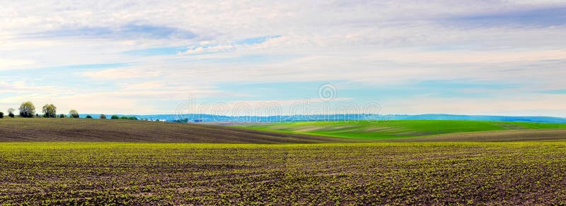 The First Greenery in the Garden in Early Spring Stock Image - Image of ...