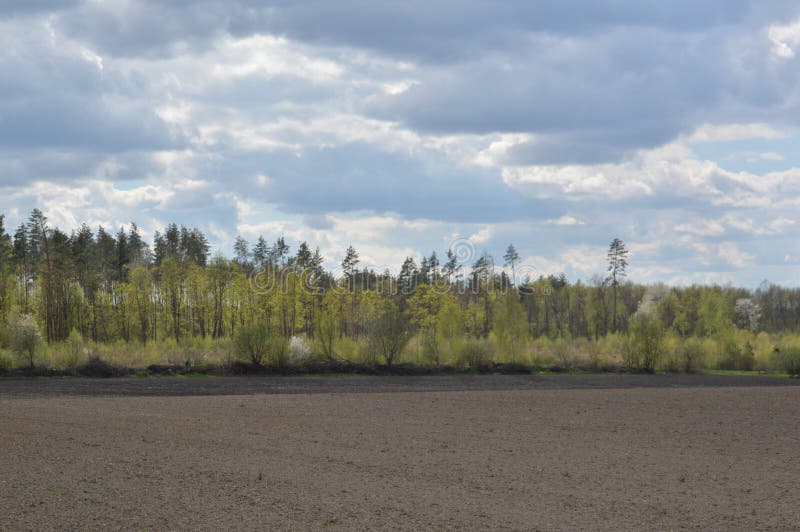 Panorama of a Spring Field Weeded by a Tractor Stock Photo - Image of ...