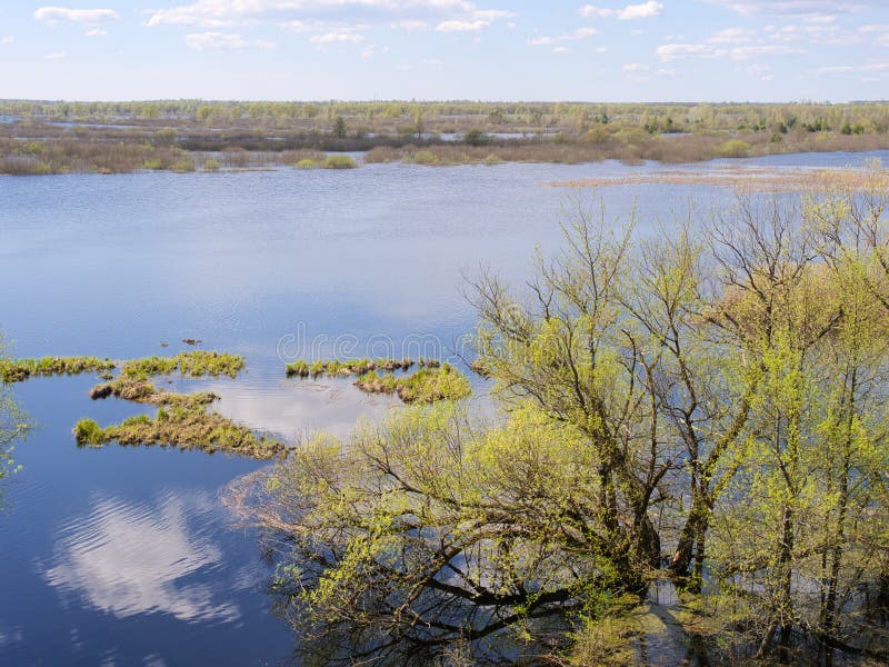 Panorama Spring Flood Fields Flooded with Water Trees with Young ...