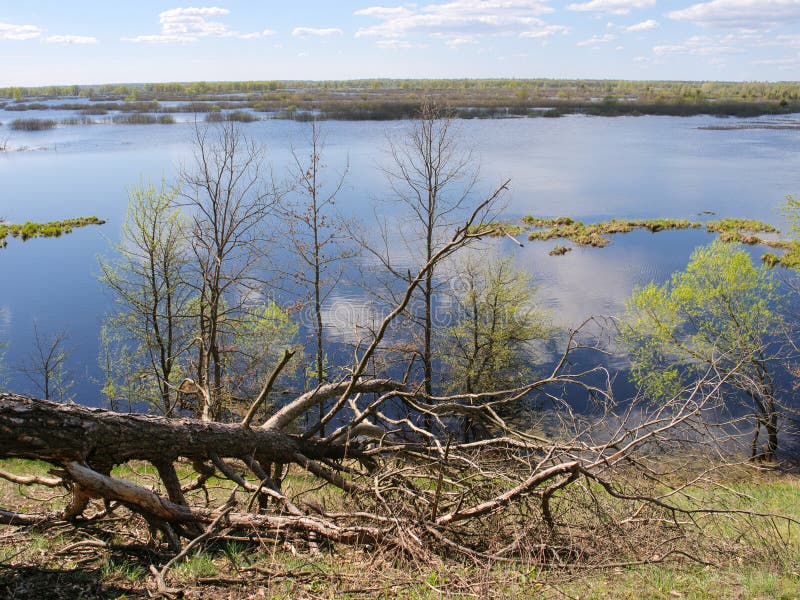 Panorama Spring Flood Fields Flooded with Water Trees with Young ...