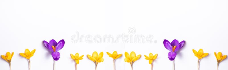 Saffron Frame stock photo. Image of white, powder, kesar - 49965856