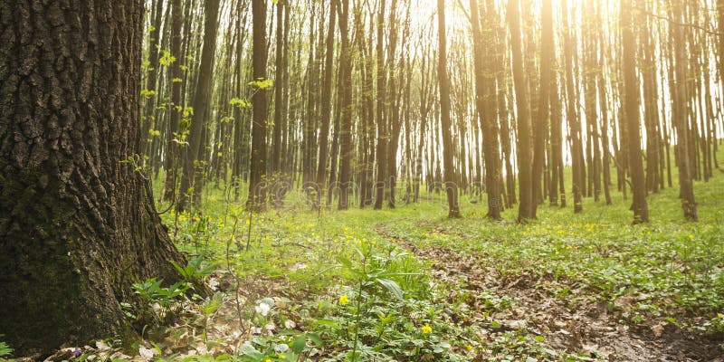A Panorama Spring Forest Trees. Nature Green Wood Sunlight Backgrounds ...
