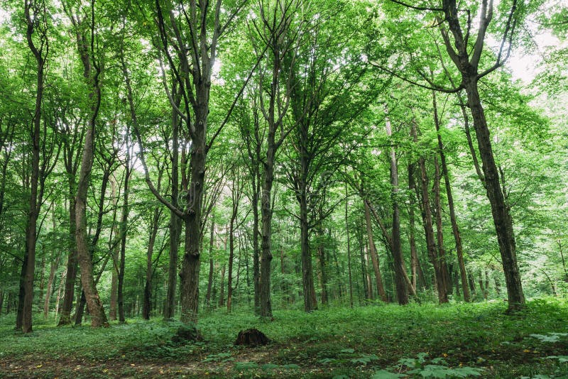 Panorama Spring Forest Trees. Stock Image - Image of scenic, pathway ...