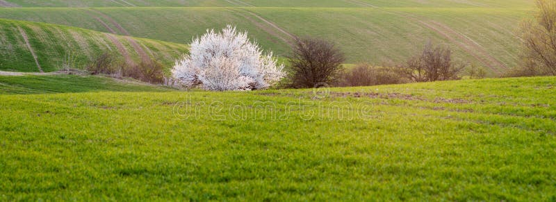 Panorama of Spring, Green Field Stock Image - Image of panoramic, rural ...