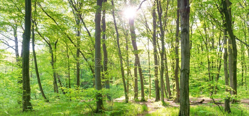 Panorama of Spring Green Forest Stock Photo - Image of serene, plant ...