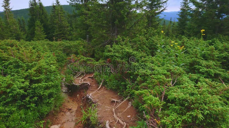 Panorama of Subalpine Mountain Zone of Mount Hoverla, Ukraine Stock ...