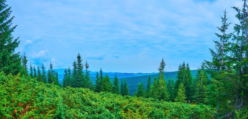 Panorama of Subalpine Mountain Zone of Mount Hoverla, Ukraine Stock ...