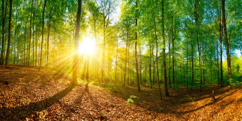 Sunshine in Forest Panorama Stock Photo - Image of grove, beam: 119258148