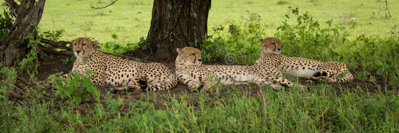 Panorama of Three Cheetah Lying Under Tree Stock Image - Image of ...