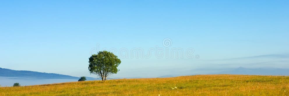 Panorama tree stock photo. Image of garden, cloud, agriculture - 4221710