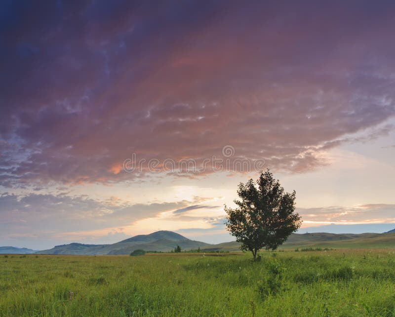 Panorama with a Tree on the Field Stock Photo - Image of nature ...