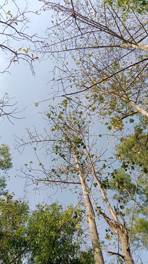 Panorama the Tree Jati Indonesia Stock Photo - Image of indonesia, jati ...