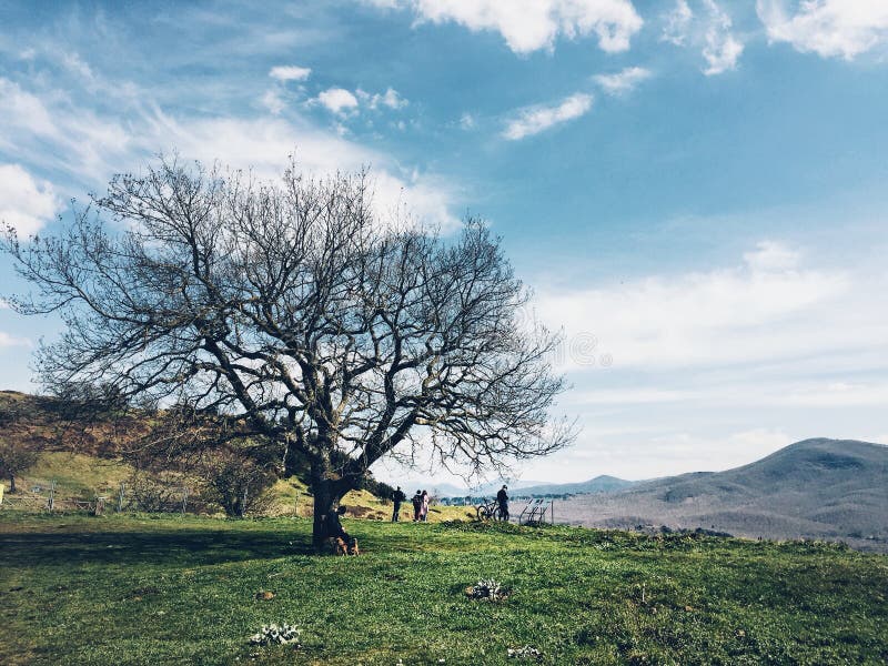 Panorama with a tree stock photo. Image of panorama - 114461276