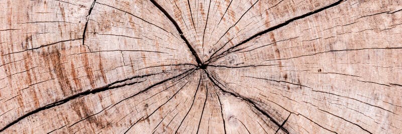 Panorama Tree Texture. Cut Tree Structure Background Stock Image ...