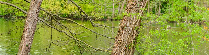 Panorama of Tree Trunks in Front of River Stock Photo - Image of tree ...
