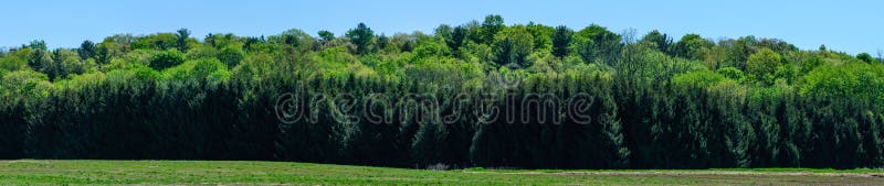 Panorama of a Treeline with Evergreen Trees Lining the Front Stock ...