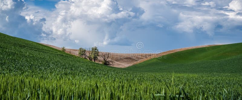 Panorama: Trees between Hills in the Palouse Stock Image - Image of ...