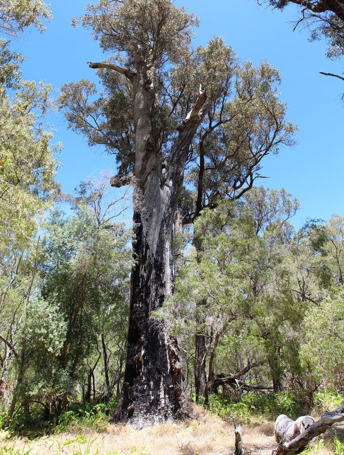 Tuart Tree Near Ludlow Tuart Forest Stock Image - Image of grass ...