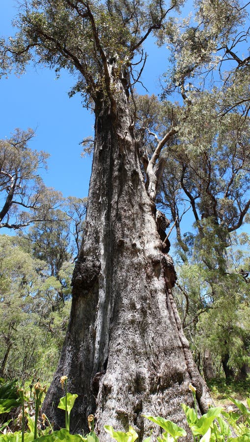 Tall Tree Boranup Karri Forest West Australia Stock Photo - Image of ...