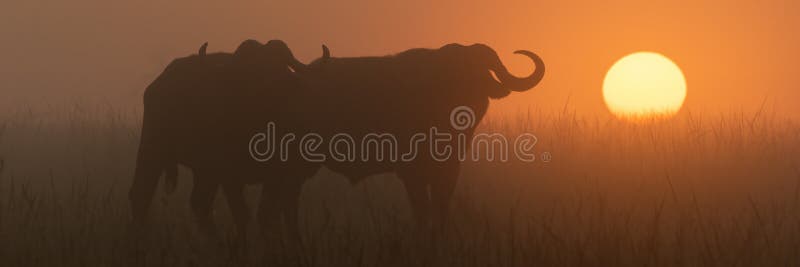 Panorama of Two Cape Buffalo Standing Together Stock Image - Image of ...