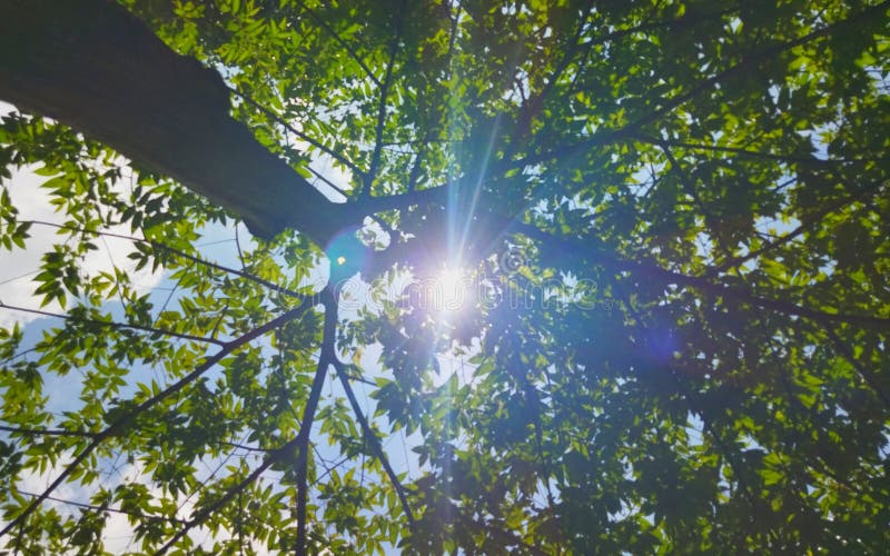 Panorama Under the Trees with Sun Rays Stock Photo - Image of ...
