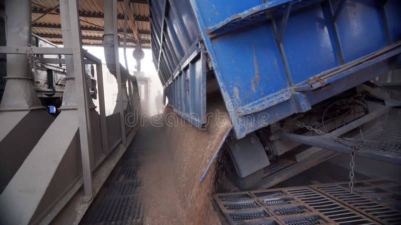 Panorama of Unloading Grain Trucks at Elevator on Elevating Hydraulic ...