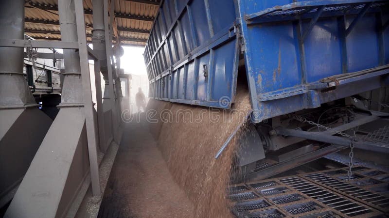 Panorama of Unloading Grain Trucks at Elevator on Elevating Hydraulic ...