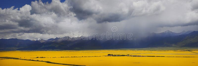 Panorama of the Valley of Yellow Flowers Stock Photo - Image of beauty ...