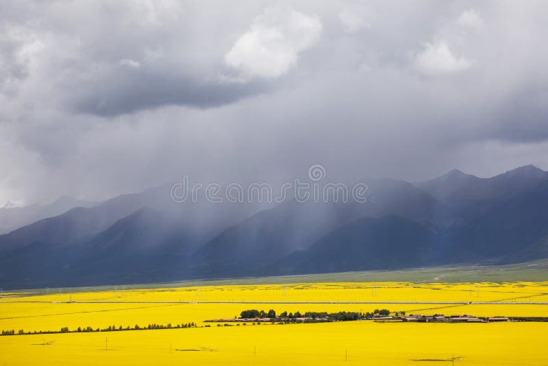 Panorama of the Valley of Yellow Flowers. Stock Image - Image of ...