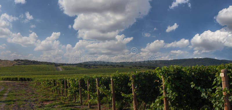 Panorama View with Beautiful Vineyards Stock Photo - Image of grape ...